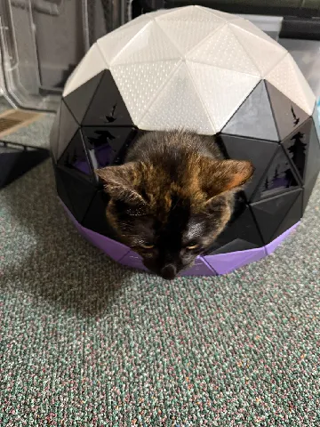 Geodesic Dome Cat House - Pine Tree Cutouts by Dean Rogers | Download ...