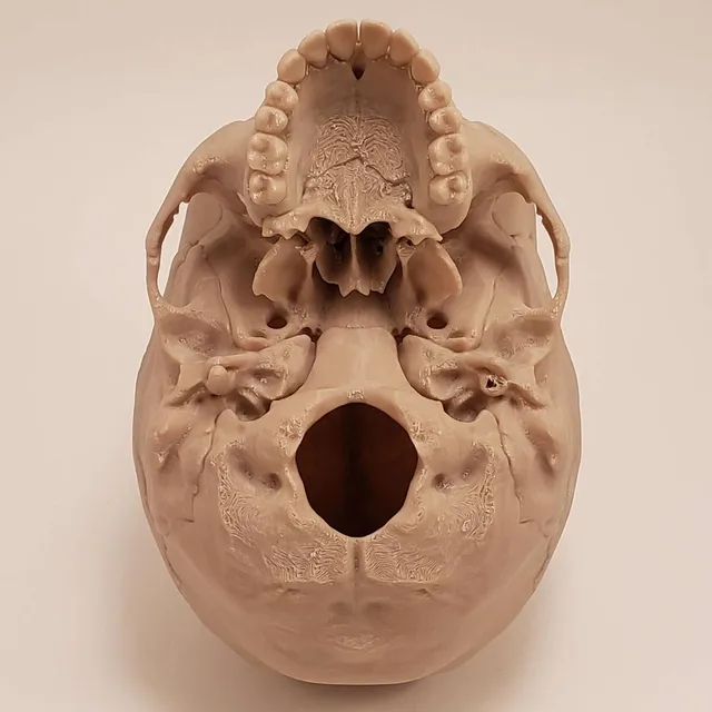 Make of Human skull, anatomically correct by wizrad | Download free STL ...