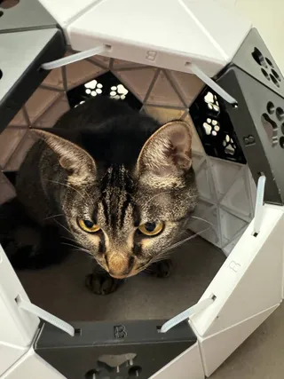 Geodesic Dome Cat House - Pine Tree Cutouts by Dean Rogers | Download ...