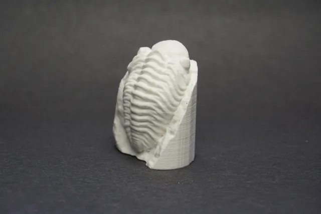 Trilobite Fossil by Austin Quinn | Download free STL model | Printables.com
