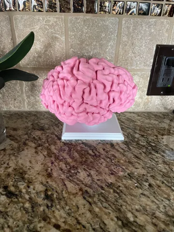 Full-size human brain by Julia Ebert | Download free STL model | Printables.com