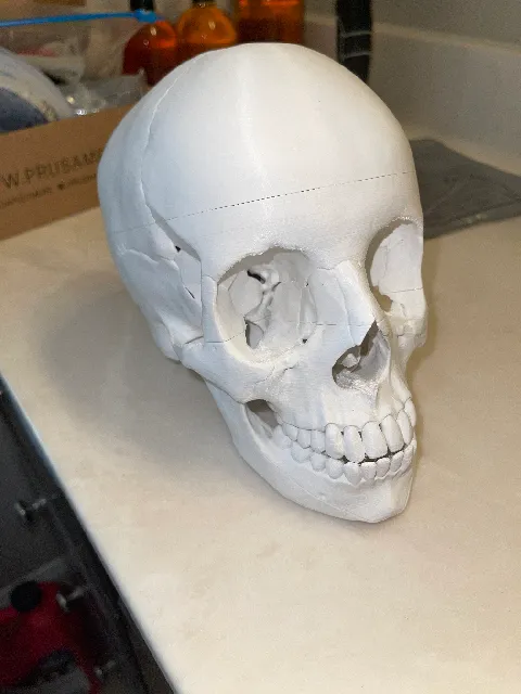 Make of Human skull, anatomically correct by PWRMAD | Download free STL ...