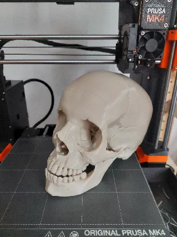 Human skull, anatomically correct - Re-Cut by Gage | Download free STL ...