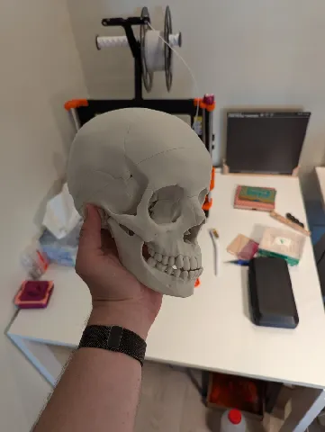 Human skull, anatomically correct - Re-Cut by Gage | Download free STL ...