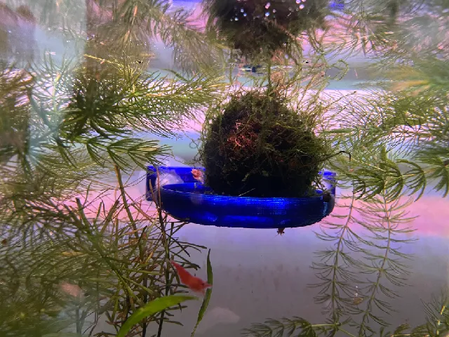 Marimo ball and Moss floating stand for Aquariums by buckler-bronze ...