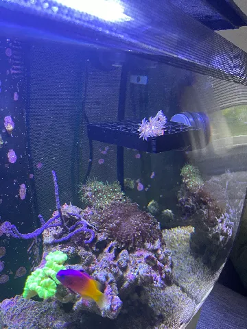 Coral frag grid holder for Tunze magnet by Laurin Obermaier | Download ...