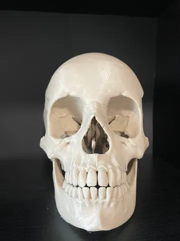 Human skull, anatomically correct - Re-Cut by Gage | Download free STL ...