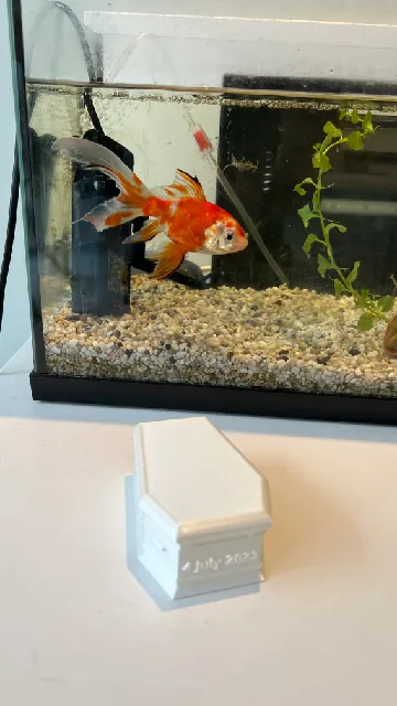 Make of Beta Fish Casket by wolffman | Download free STL model ...