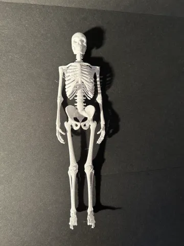 Skeleton by Peter Farell | Download free STL model | Printables.com