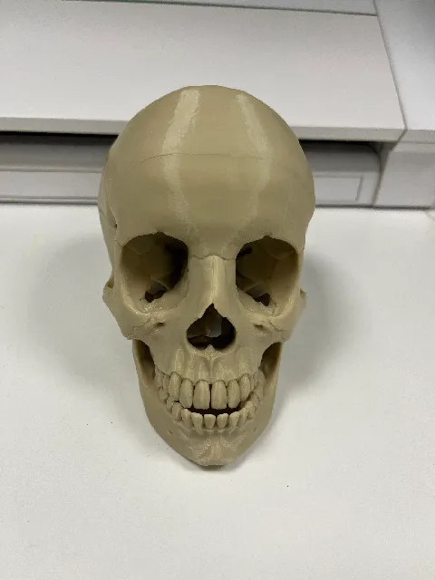 Make of Human skull, anatomically correct by Catherine | Download free ...