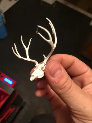 Mule Deer Skull by Cristian | Download free STL model | Printables.com