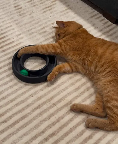 Spin ball cat toy by The_Claw | Download free STL model | Printables.com