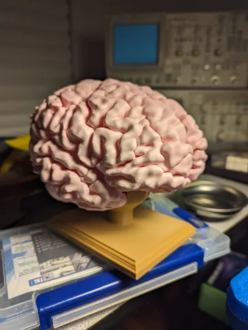 Full-size human brain by Julia Ebert | Download free STL model | Printables.com