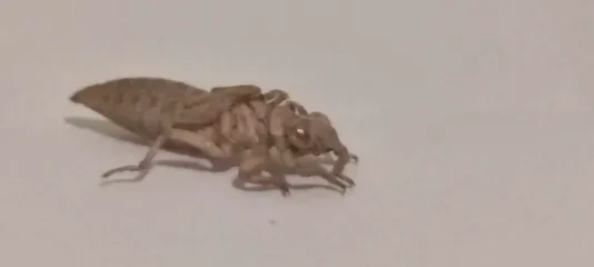 Cicada Sculpture by DragonArtist15 | Download free STL model ...