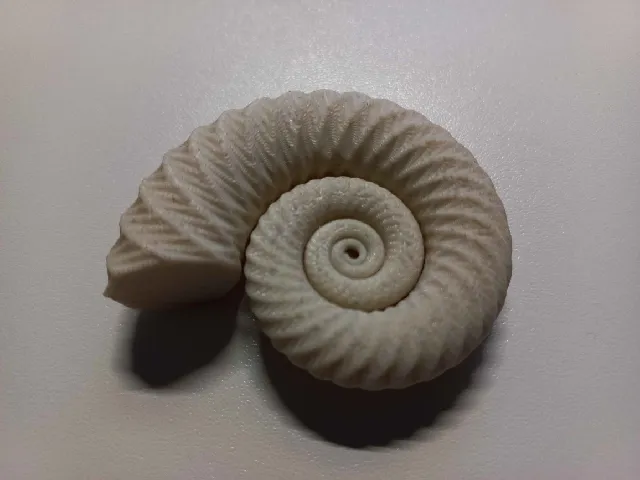 Ammonit, ammonite by 3dfan | Download free STL model | Printables.com