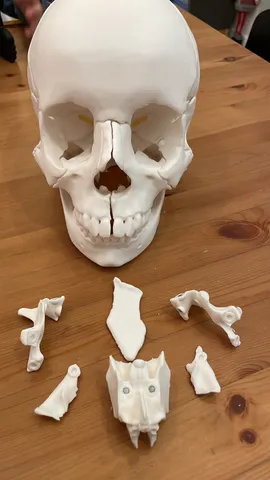 Full Size Anatomically-Correct 18-Piece Magnetic Human Skull Model by ...