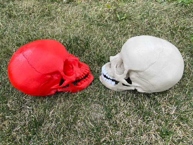 Make of Human skull, anatomically correct by Sneetch | Download free ...