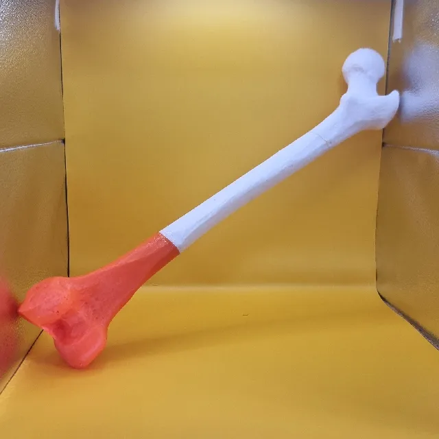 Make of Human femur bone by AMJ Makhdoum | Download free STL model ...