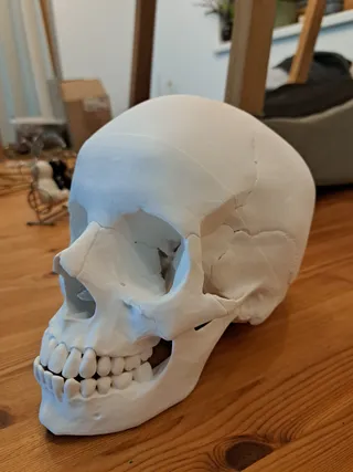 Human skull, anatomically correct - Re-Cut by Gage | Download free STL ...