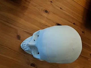 Human skull, anatomically correct - Re-Cut by Gage | Download free STL ...
