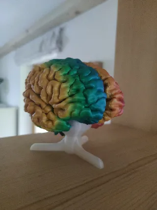 Full-size human brain by Julia Ebert | Download free STL model ...