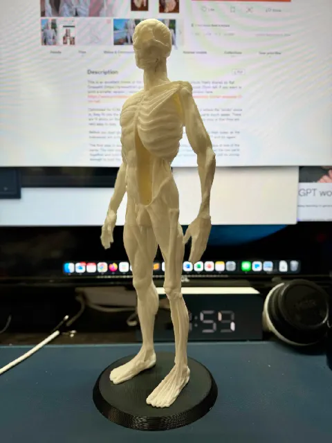 Make of Ecorche (Easy Assembly) - Human Anatomy (25 cm tall) by ...