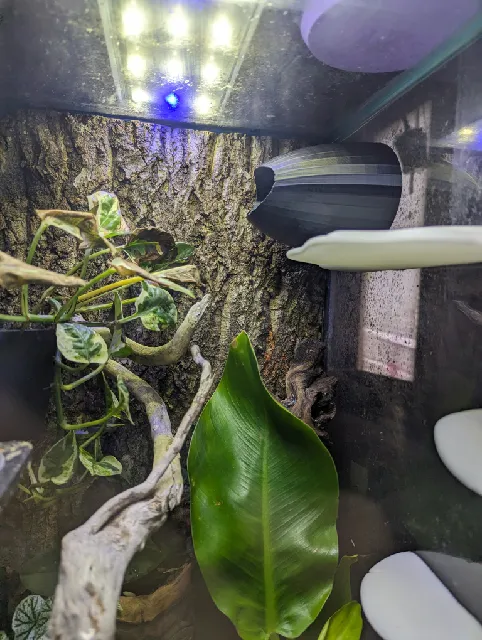 Make of Crested Gecko Magnetic Hide by stickel62 | Download free STL ...