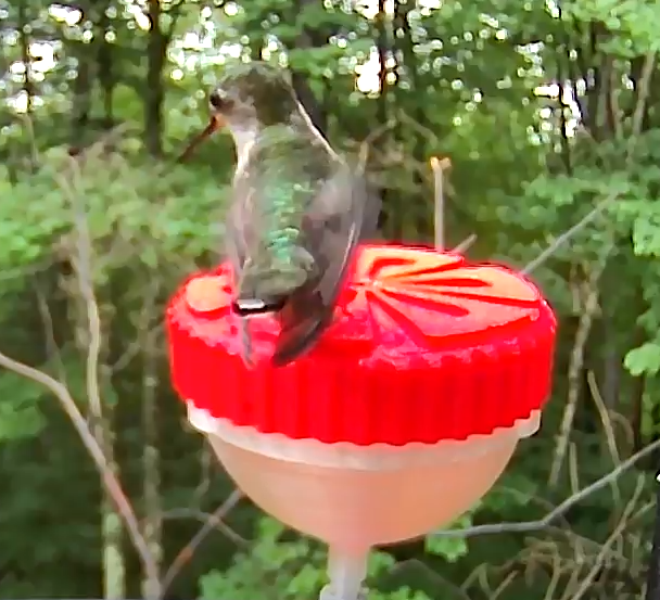 Hummingbird Feeder for Birdfy Pro by hrootzel | Download free STL model ...