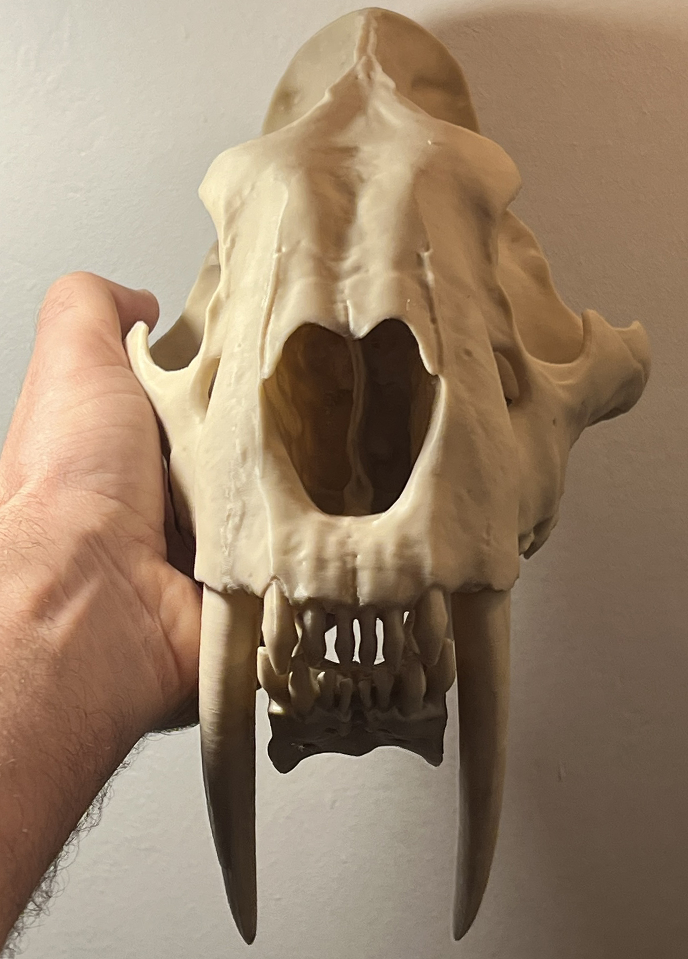 Sabertoothed Cat Skull by ben4096 | Download free STL model ...