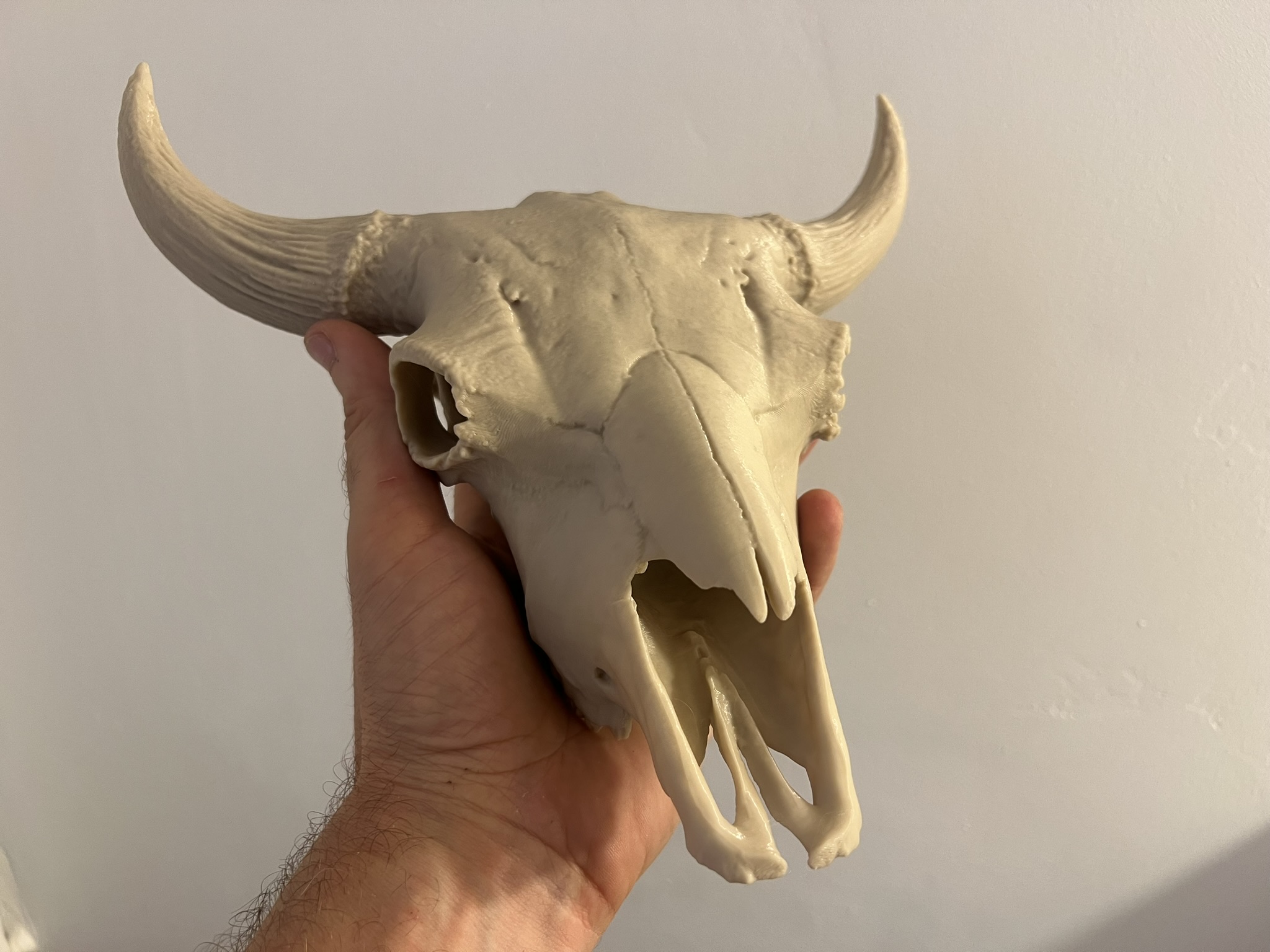 Bison Skull by ben4096 | Download free STL model | Printables.com