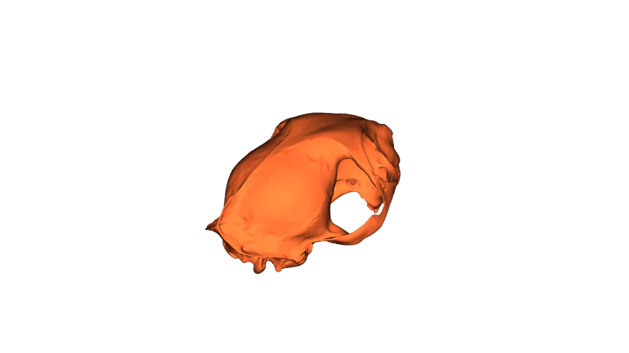Skull of an European wild cat (Felis silvestris) by Miriam Gutt ...
