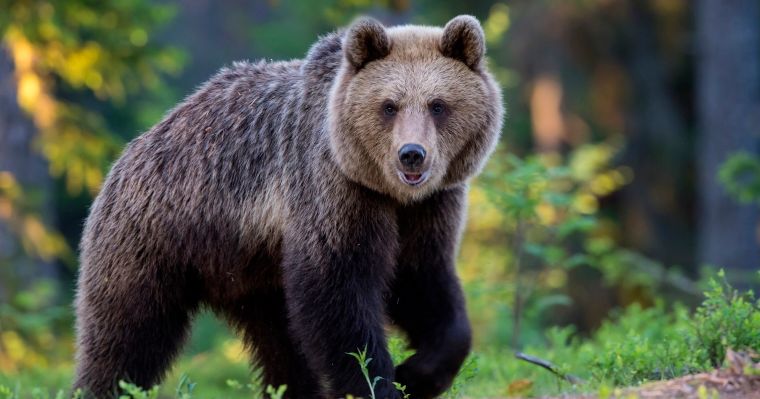 Bear by Batterist | Download free STL model | Printables.com