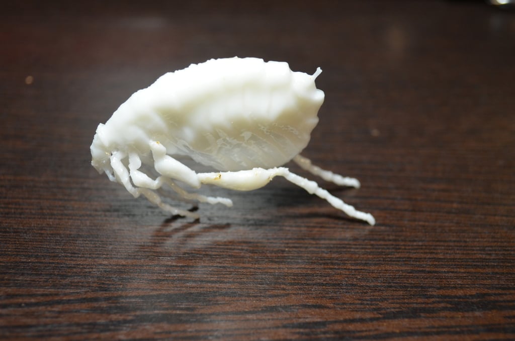 insects remix Flea (Circus play-set)+dog tick by GQRuss | Download free ...