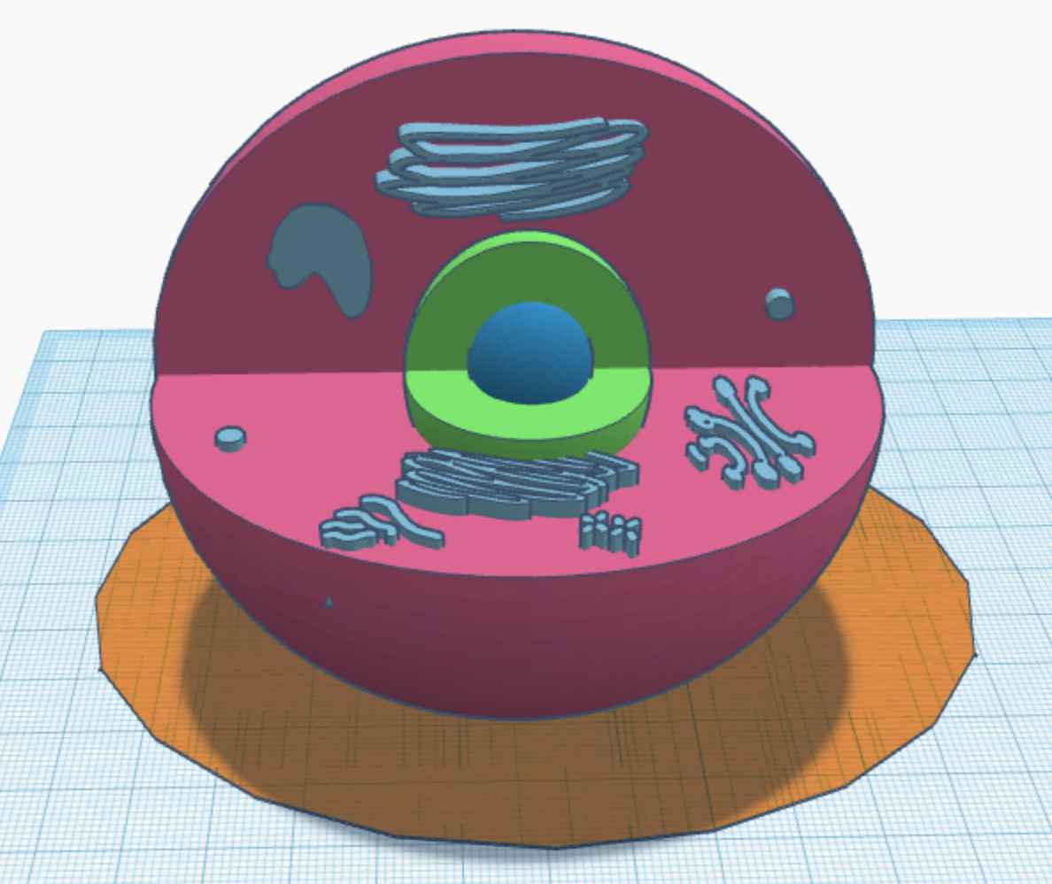 Cell Model by Makenzie Zwada | Download free STL model | Printables.com