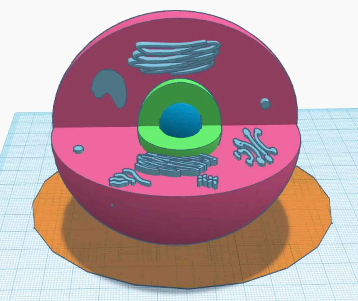 Cell Model by Makenzie Zwada | Download free STL model | Printables.com