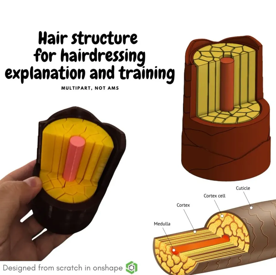 Hair Structure (The Cortex, Cuticles And Medulla) by HekMaker ...