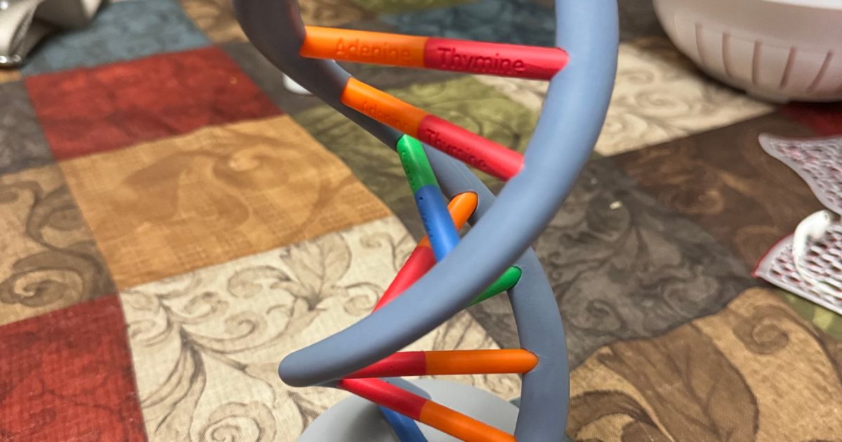 DNA Model-Multi-Color & Friction Fit (MMU or AMS Not Required) by ...