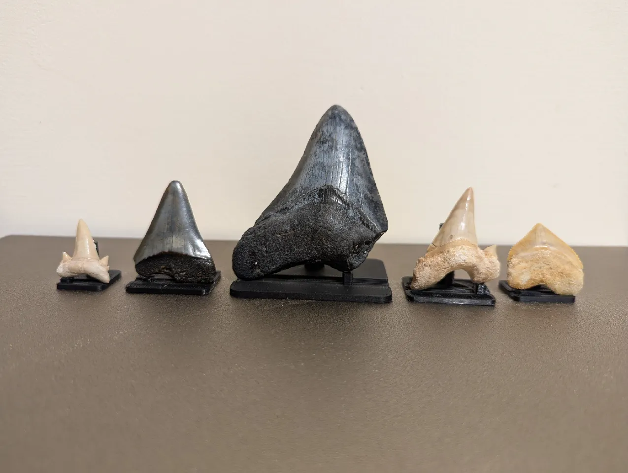 Fossil shark tooth stand parametric (or any other flat thing) by Steve ...