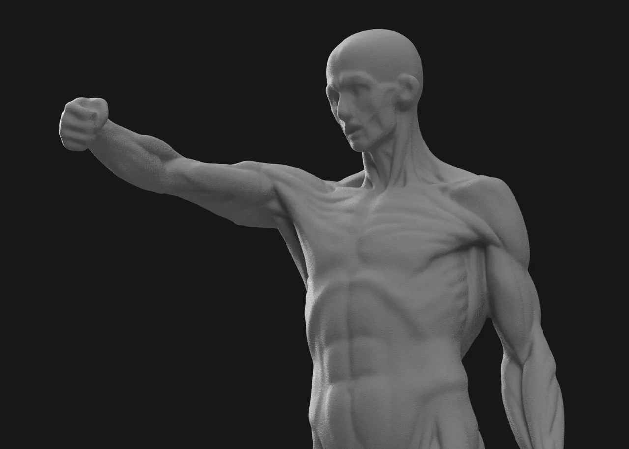 Ecorche Male - Human Anatomy by julien3d.cvm | Download free STL model ...