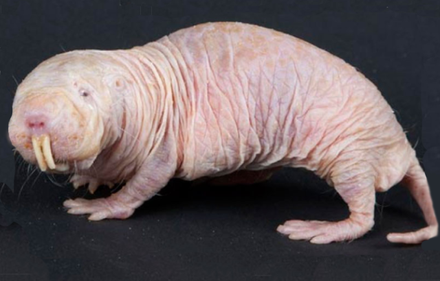 Naked Mole Rat von Festis Festis | Kostenloses STL-Modell herunterladen ...