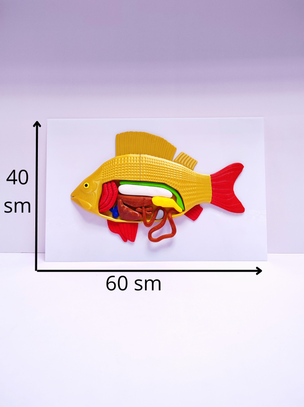BAS-RELIEF MODEL "INTERNAL STRUCTURE OF A FISH" by abdu | Download free ...