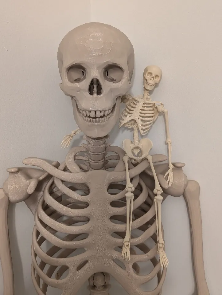 skeleton articulated