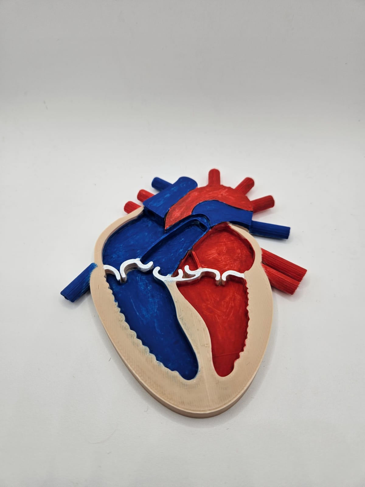 Heart Anatomy por Jhavitxu | Descargar modelo STL gratuito | Printables.com