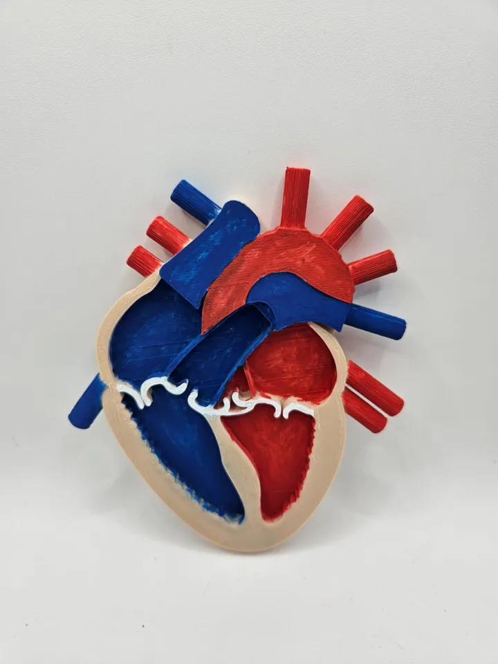 Heart Anatomy by Jhavitxu | Download free STL model | Printables.com