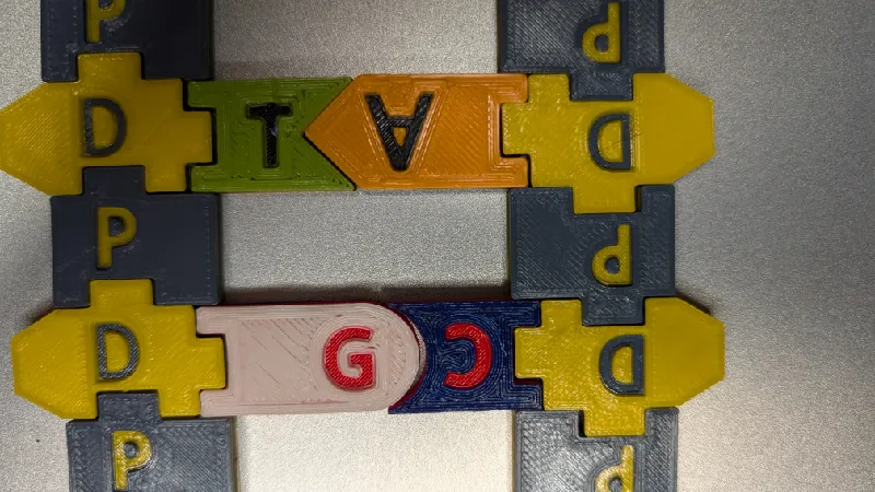 Magnetic DNA / RNA Manipulative Tiles by 3D-PT | Download free STL ...