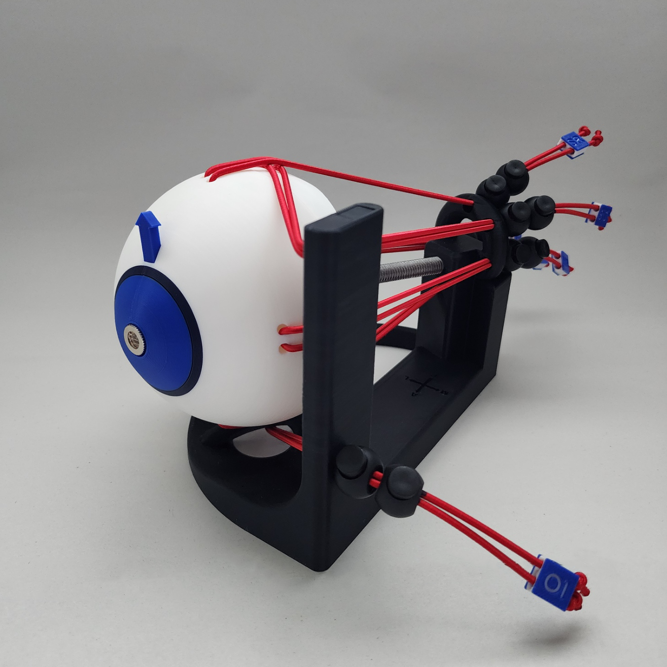 Extraocular Muscles Deluxe - Human Eye Model (with laser) by DanMan ...