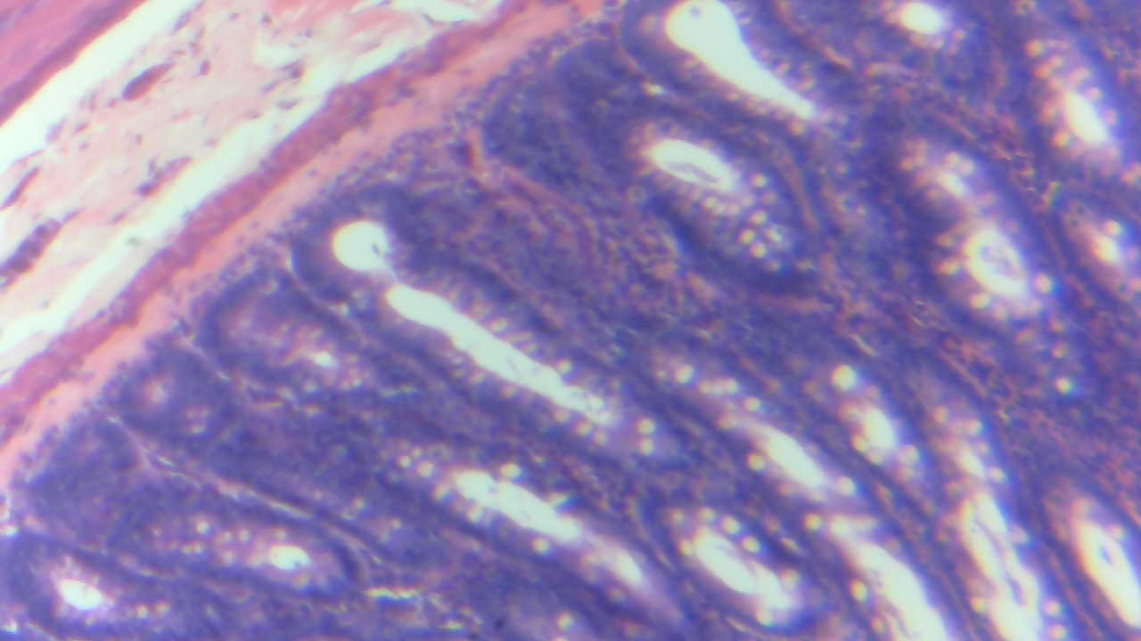 BrickScope - Lego compatible working microscope and optics learning kit ...