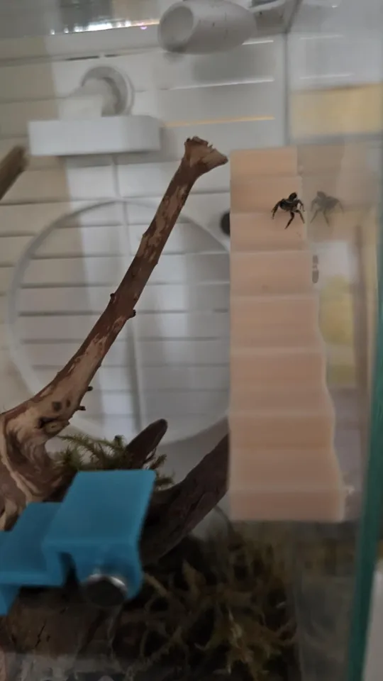 Spider Habitat Stair & Platform Accessories by Jay Peero | Download ...