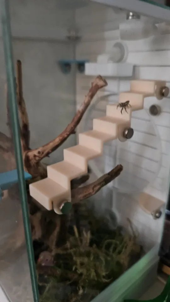 Spider Habitat Stair & Platform Accessories by Jay Peero | Download ...