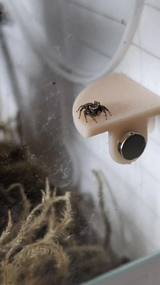 Spider Habitat Stair & Platform Accessories by Jay Peero | Download ...